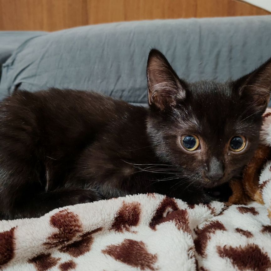 Котенок в добрые руки