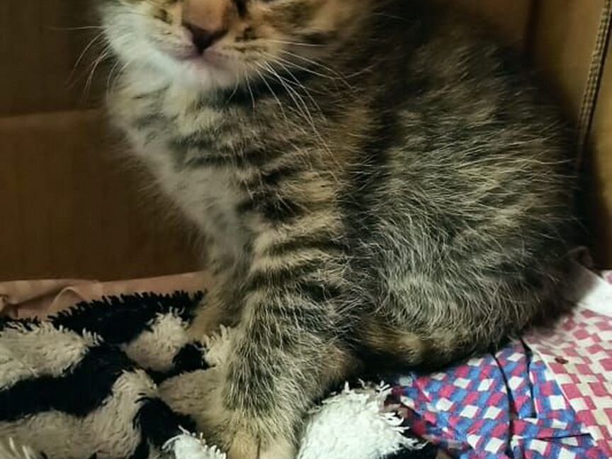 Котята в добрые руки бесплатно