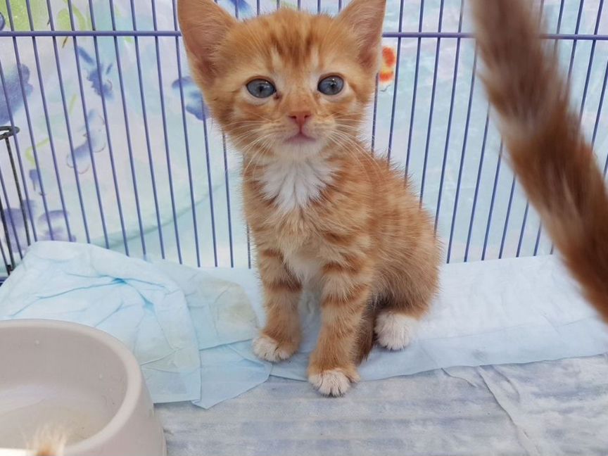 Котенок рыжий 1.5 Мес в приюте