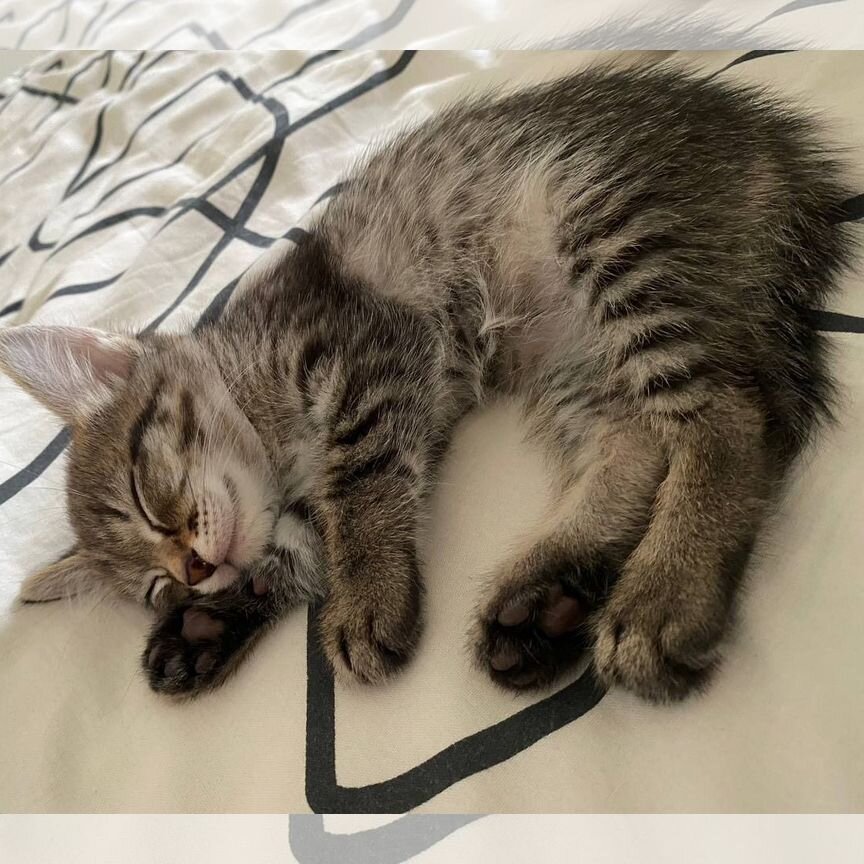 Котёнок в добрые руки