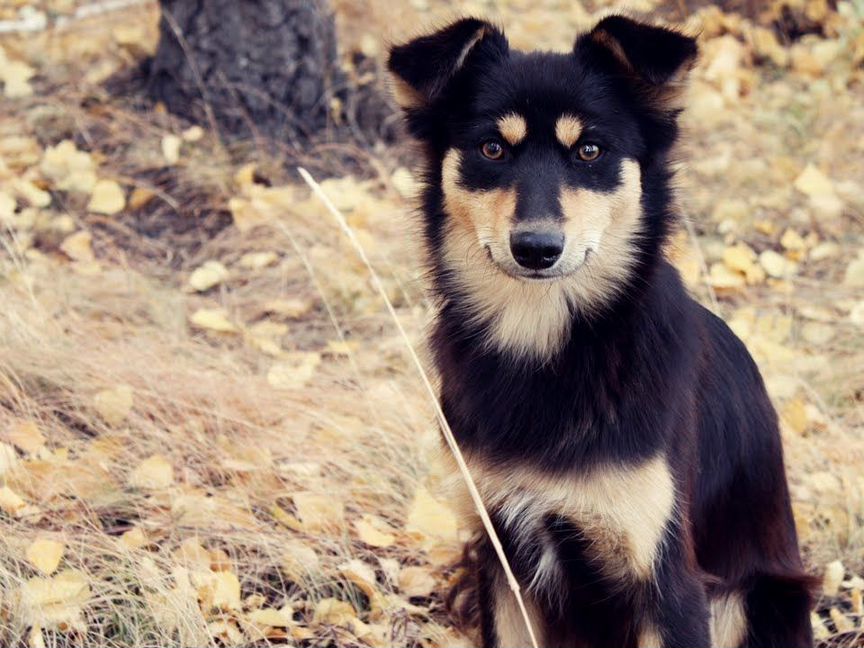 Абиссинские котята