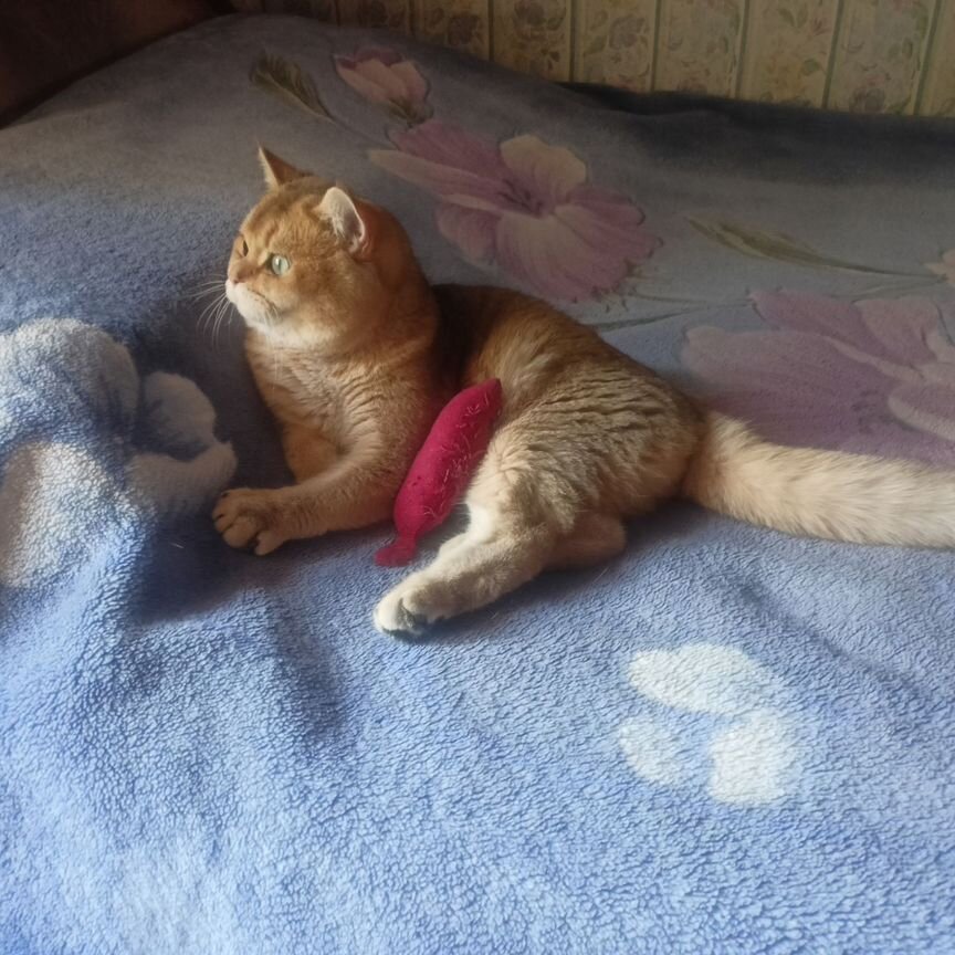 Золотая шиншилла
