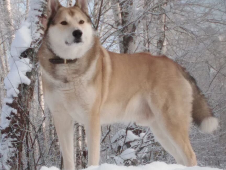 Случка собак