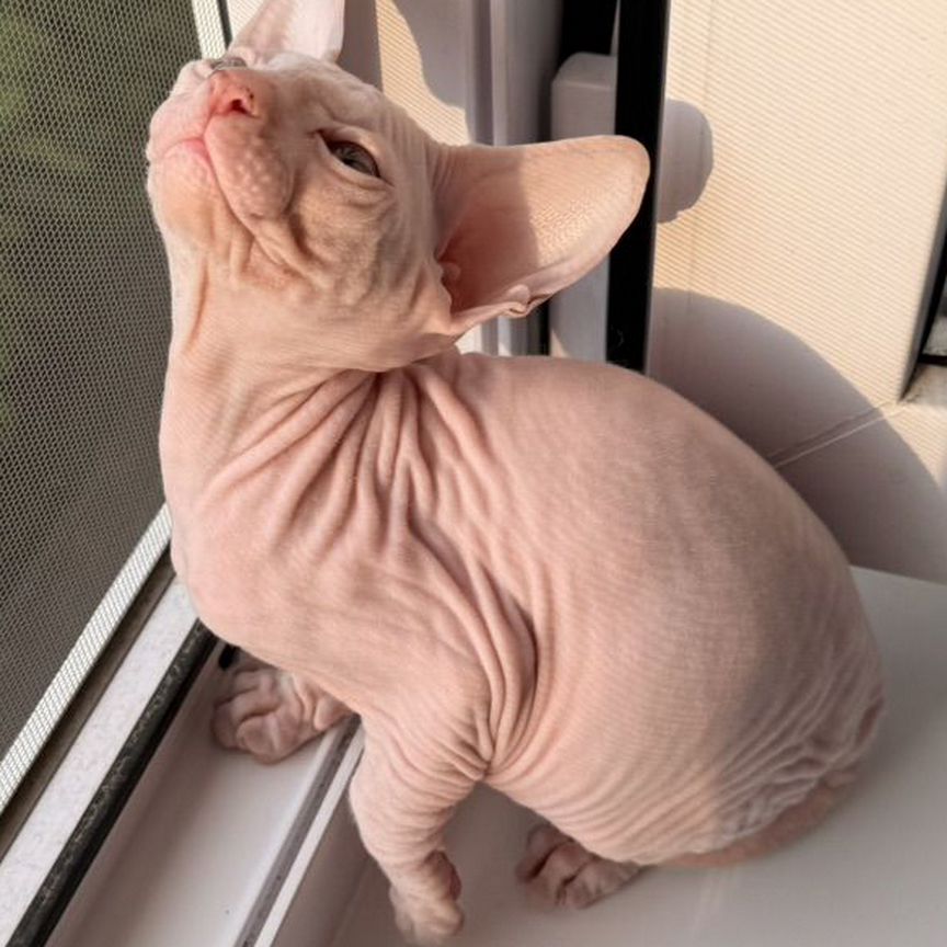 Донской сфинкс котёнок