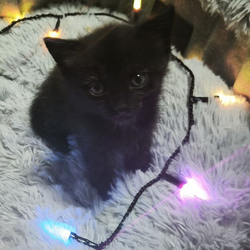 Котёнок в добрые руки