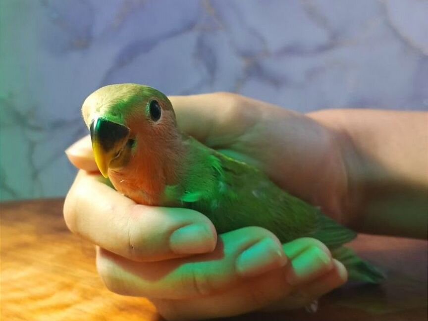 Птенчики краснощёких неразлучников