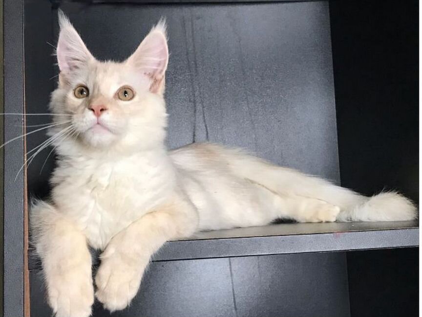 Котенок мейн-кун