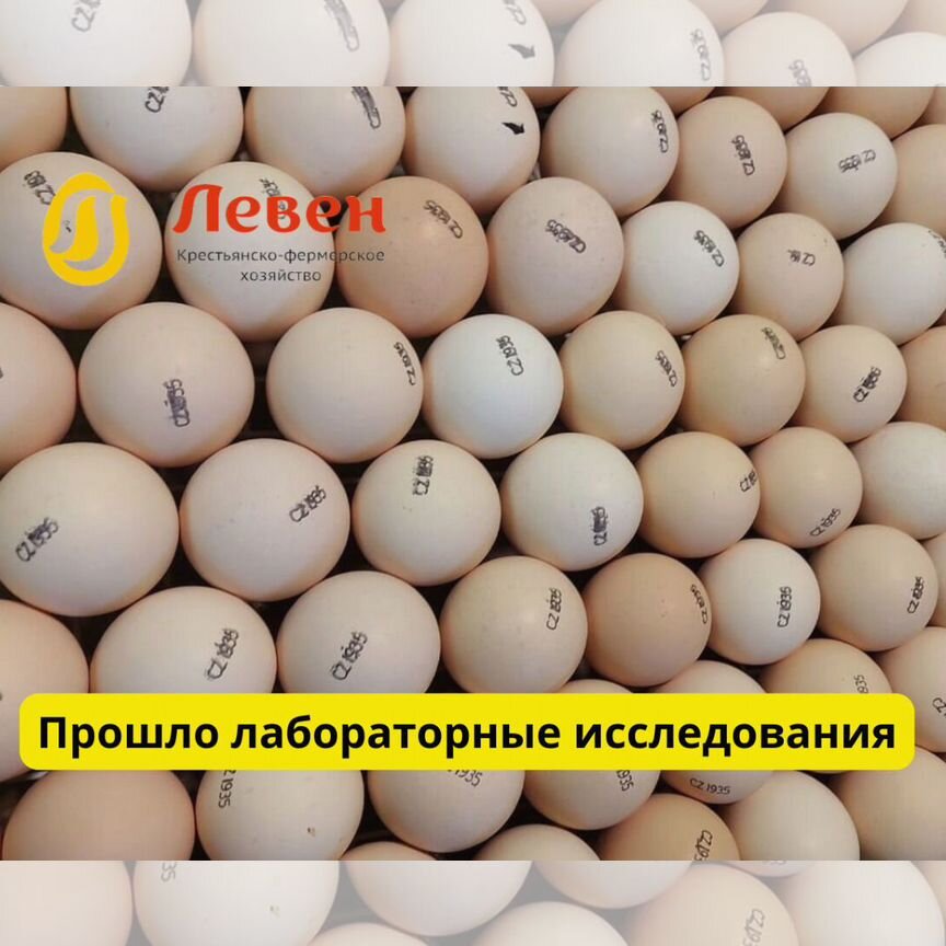 Импортное инкубационное яйцо кобб 500 и Росс 308