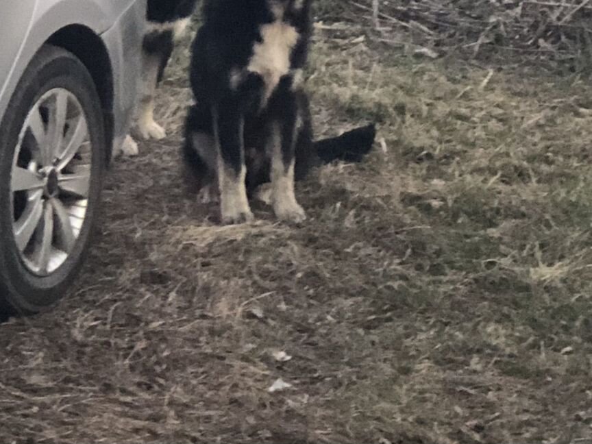 Плюшевый мальчик