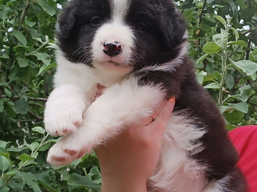 Красотка Бордер колли