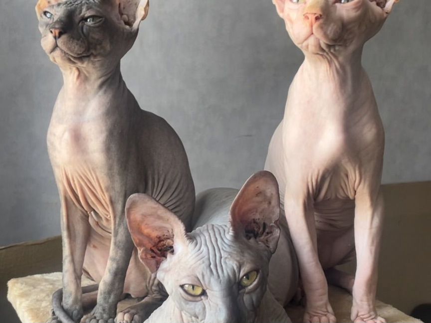 Донской сфинкс котята