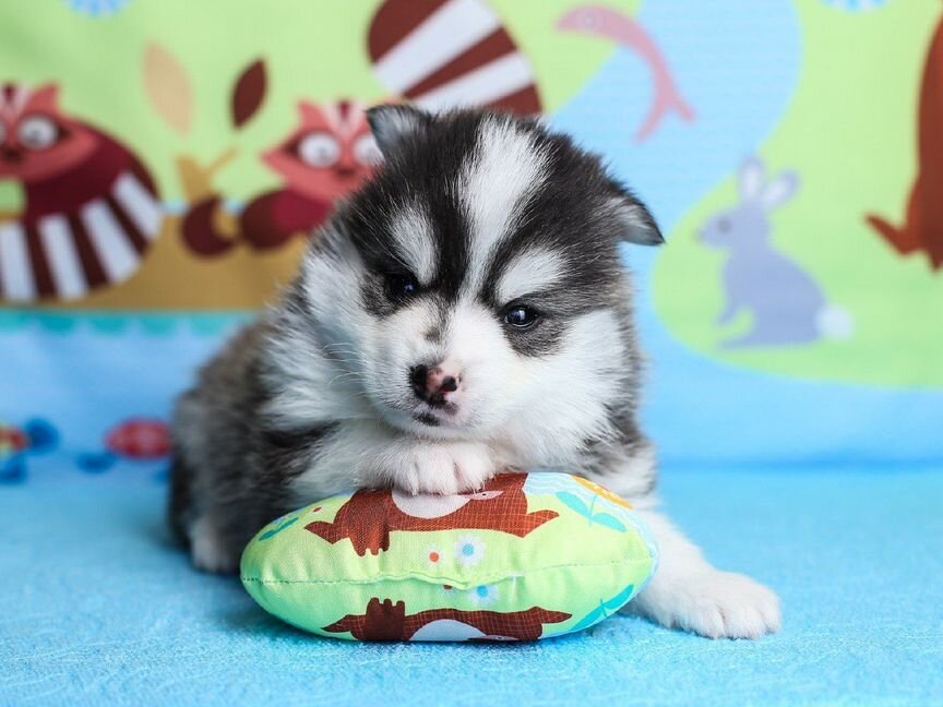 Щенок помски Мальчик