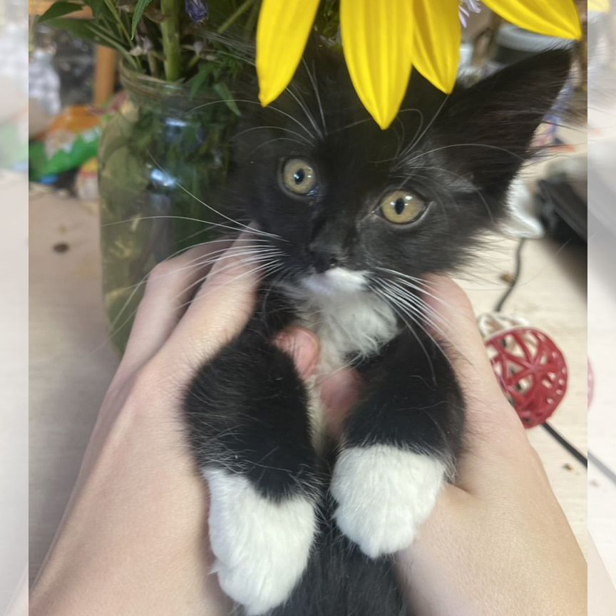 Котик, котенок в добрык руки