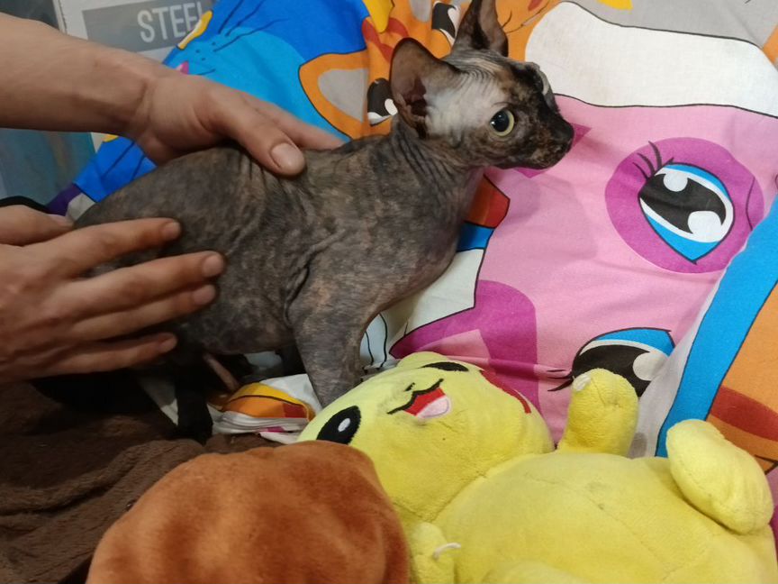 Лысая кошка Алиса в добрые руки