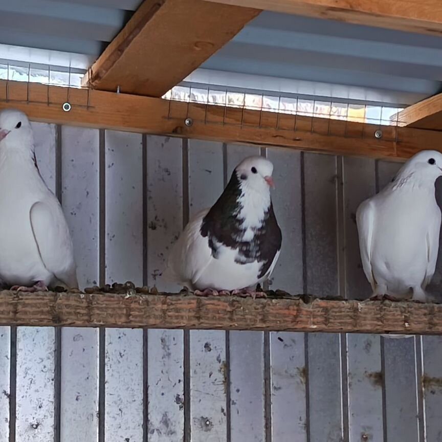 Голубь белый, голубка шалевая чернохвостая