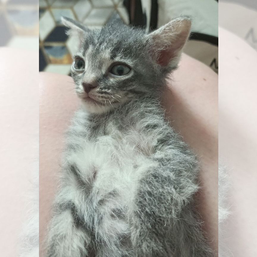 Донской сфинкс котёнок