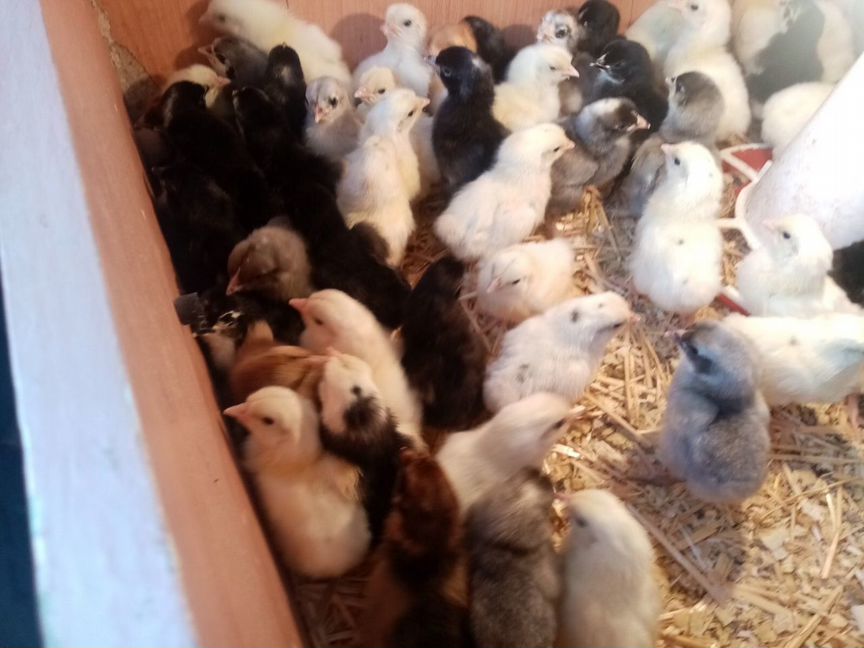 Цыплята домашние