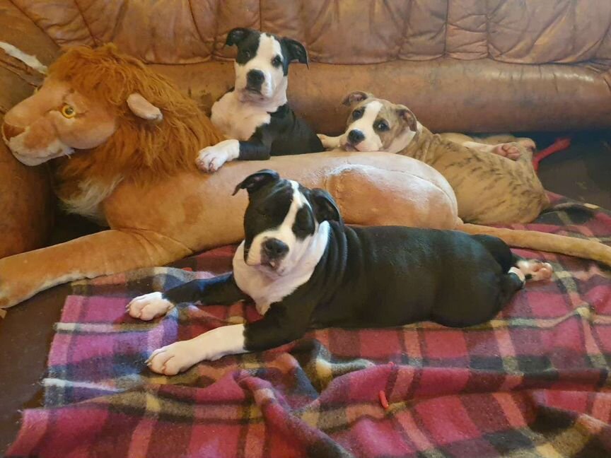 Щенки Амстаффа питомник РКФ