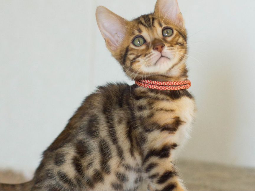 Клубные бенгальские котята от Чемпиона WCF