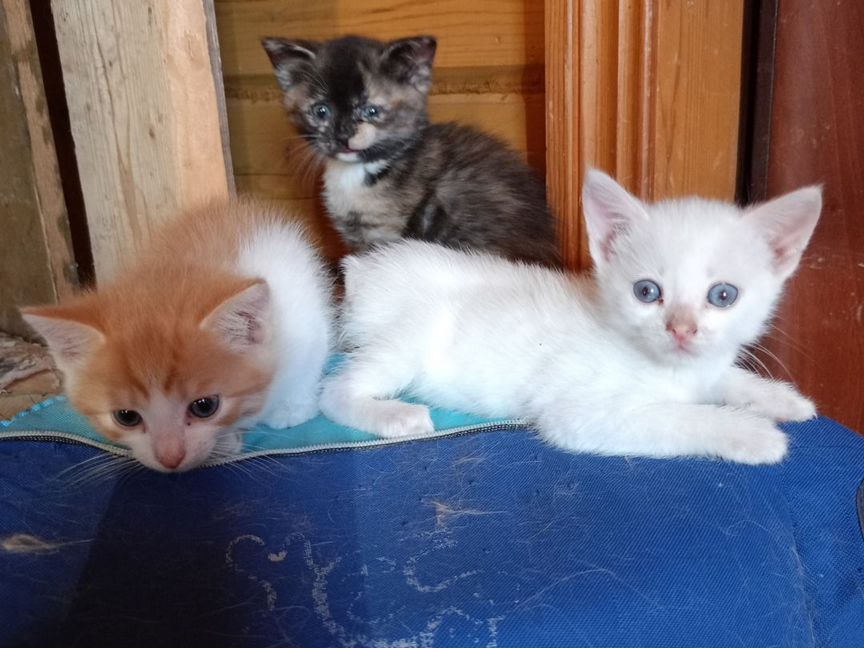 Котята в добрые руки
