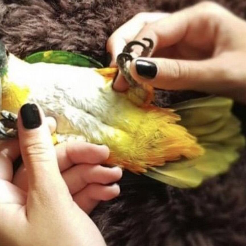 Попугай Каик Ручной и говорящий