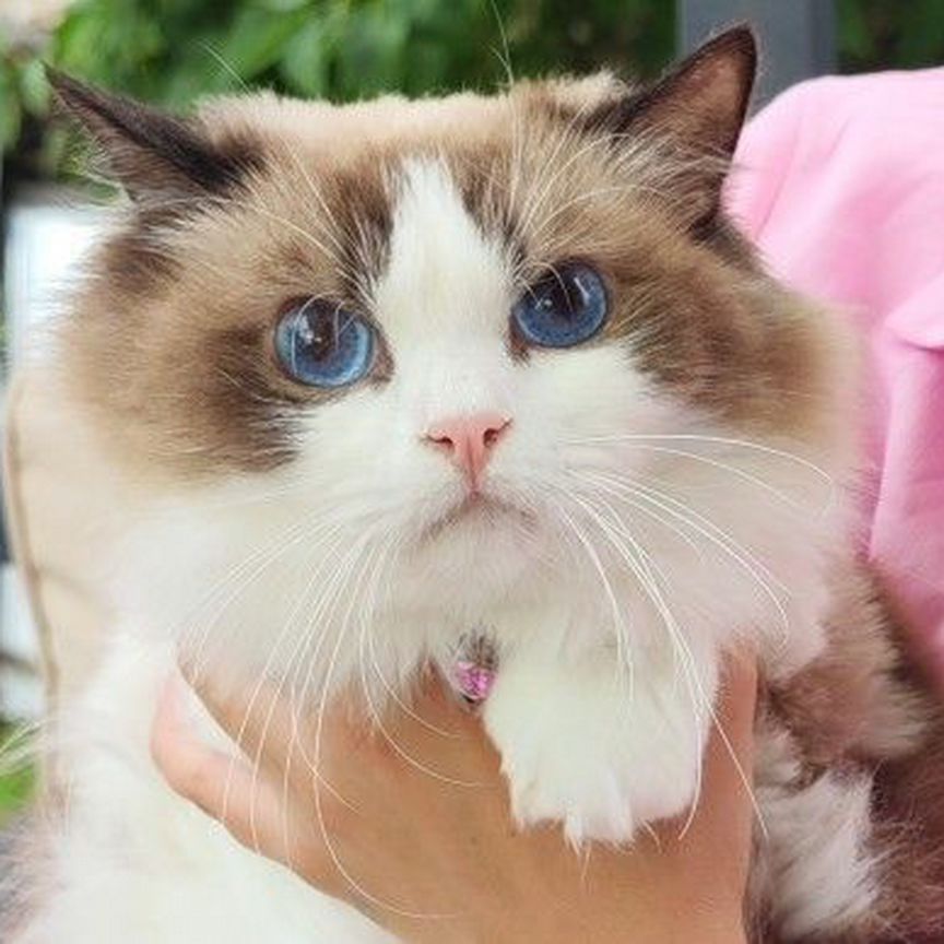 Взрослая девочка рэгдолл