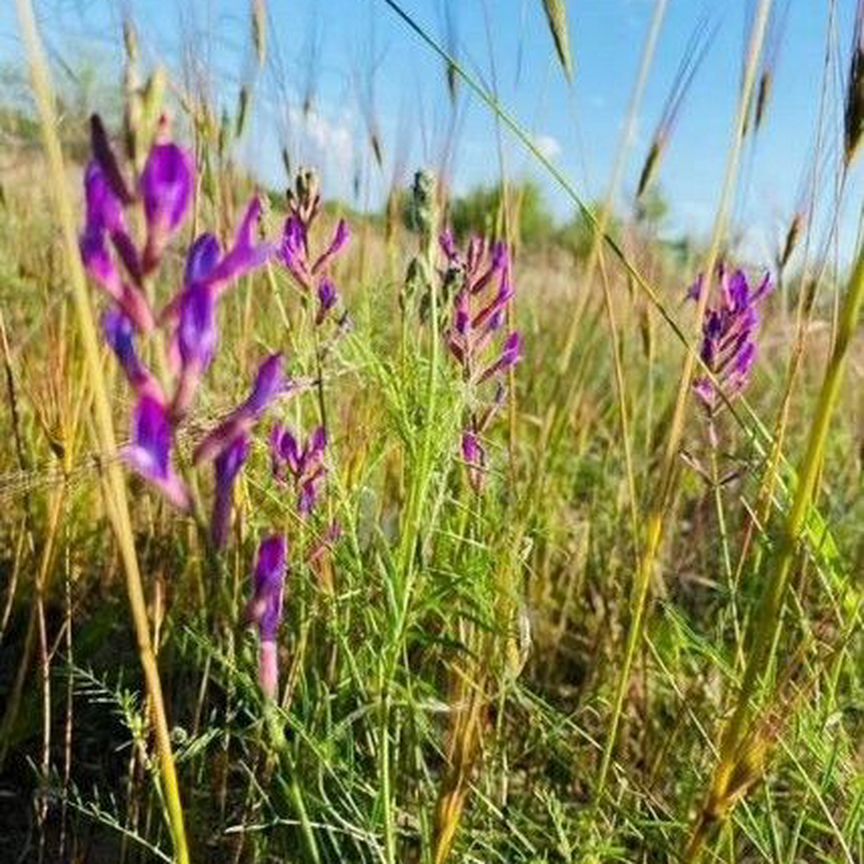 Продам сено в тюках