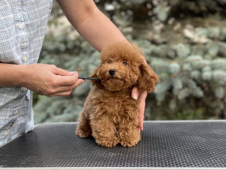 Тикап пудель девочка