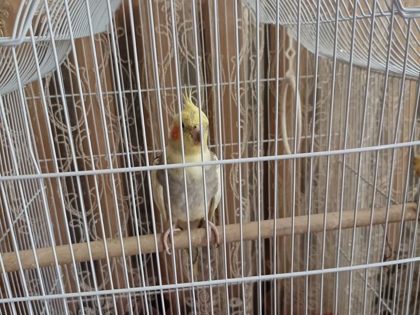 Корелла самец