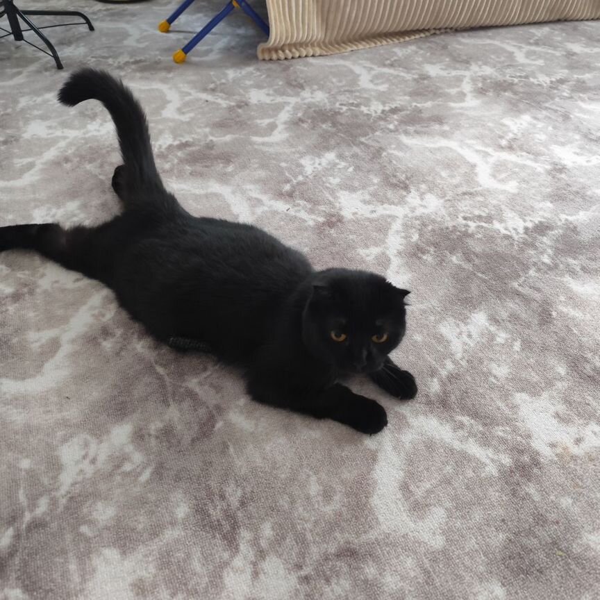 Кошечка"Боня"