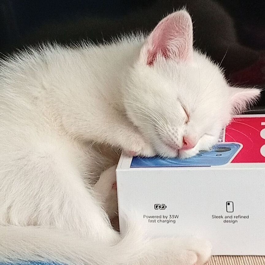 Котёнок от частного владельца
