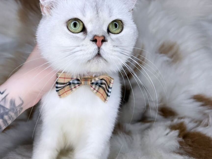 Котик с изумрудными глазами
