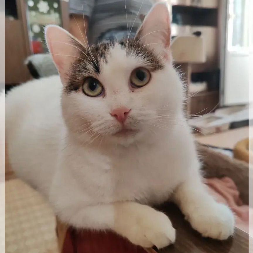 Взрослая, кошка в добрые руки