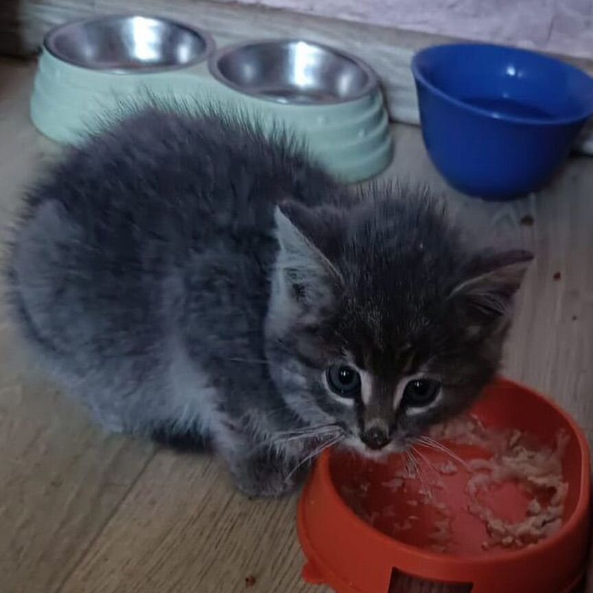 Котенок девочка