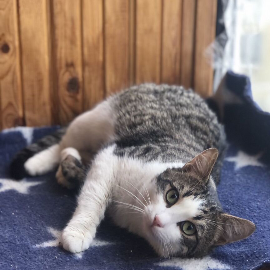 Котик в добрые руки