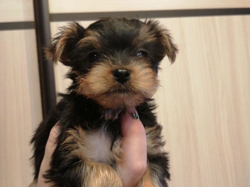 Йоркширский терьер щенки