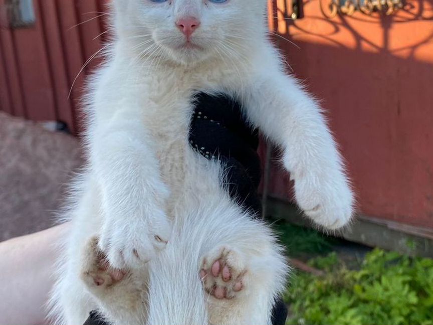 Котята белоснежные