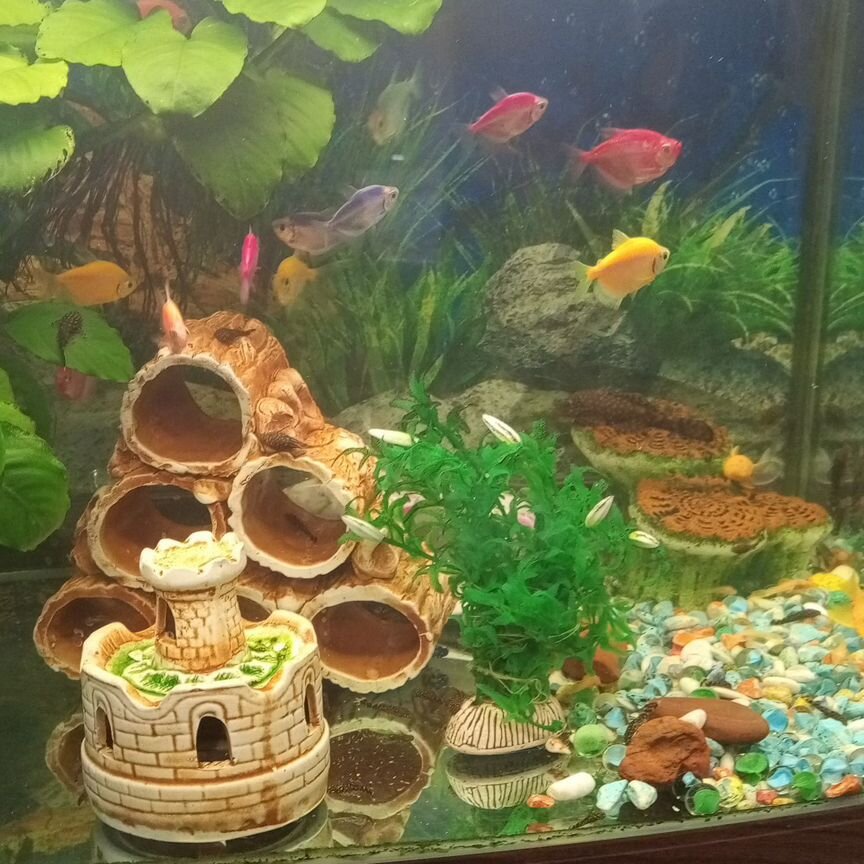 Аквариумные рыбки сомики