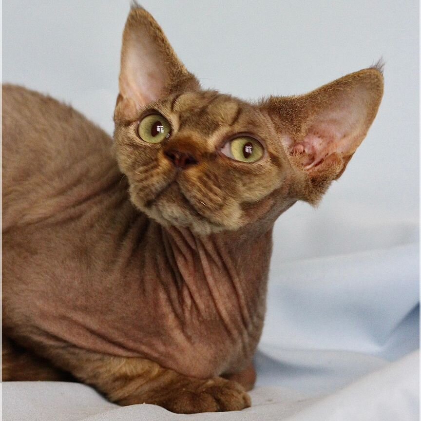 Девон-рекс котёнок