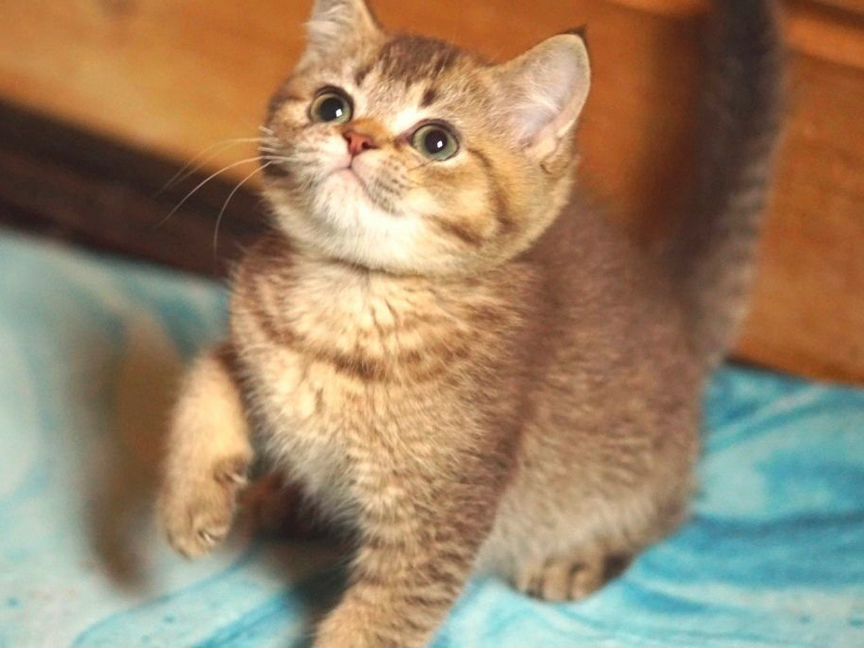 Крутышка Мэри