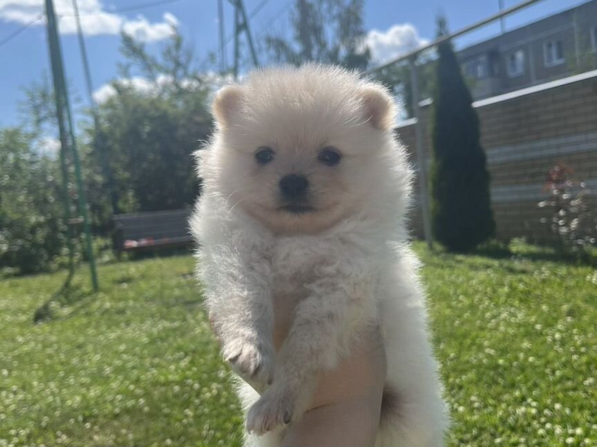 Щенки шпица