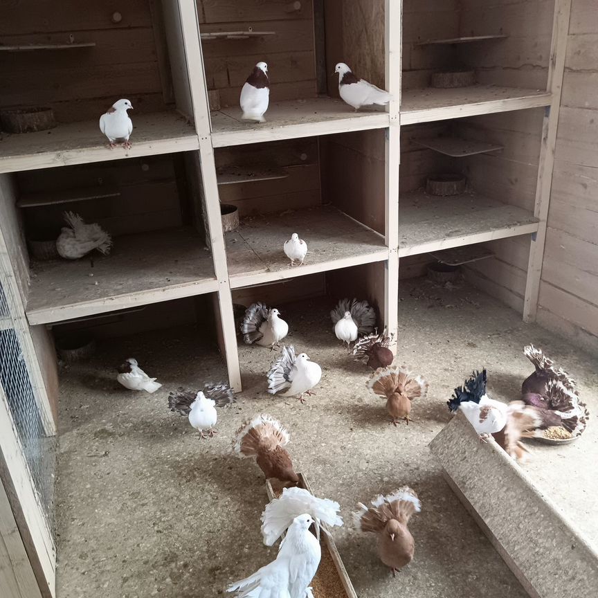 Продажа голубей