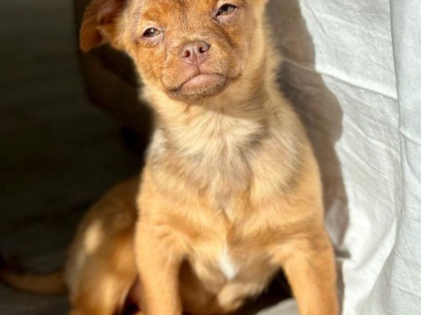 Щенок от маленькой собаки, в добрые руки