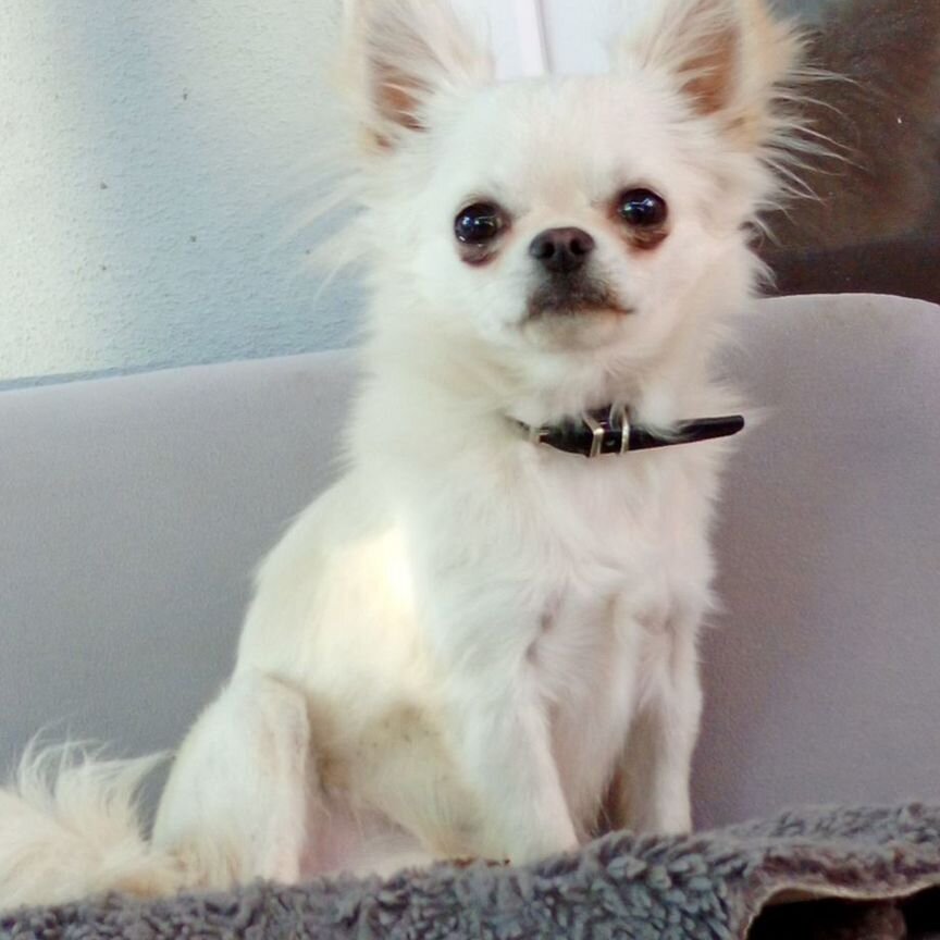 Чихуахуа мини мальчик 10 месяцев