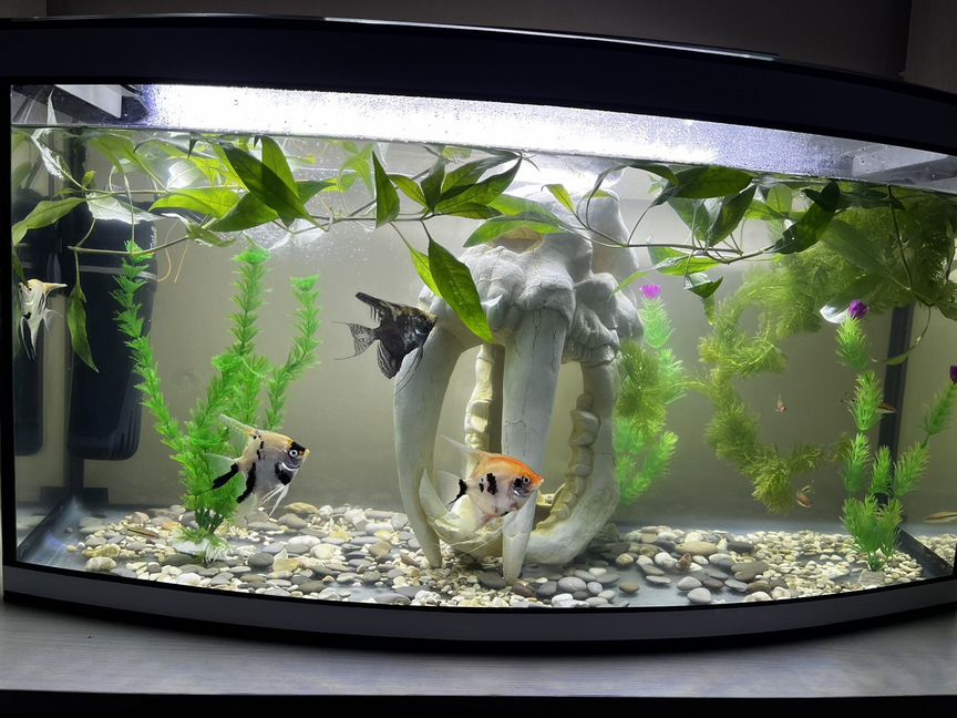 Аквариум 100 литров с рыбками