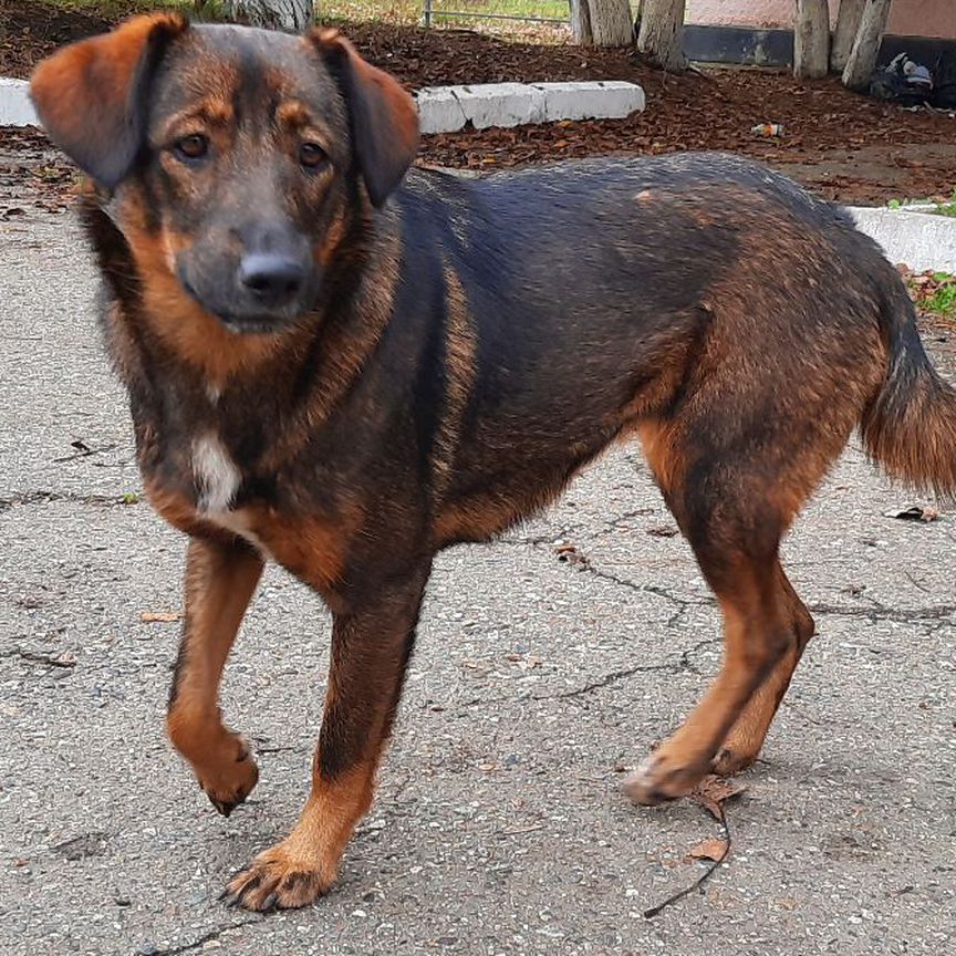 Молодая собака в добрые руки