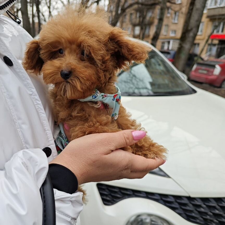 Той-пудель red brown 7 мес mini