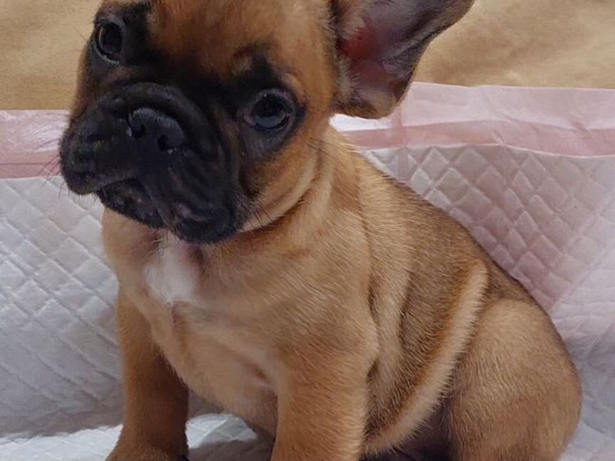 Французы и француженки