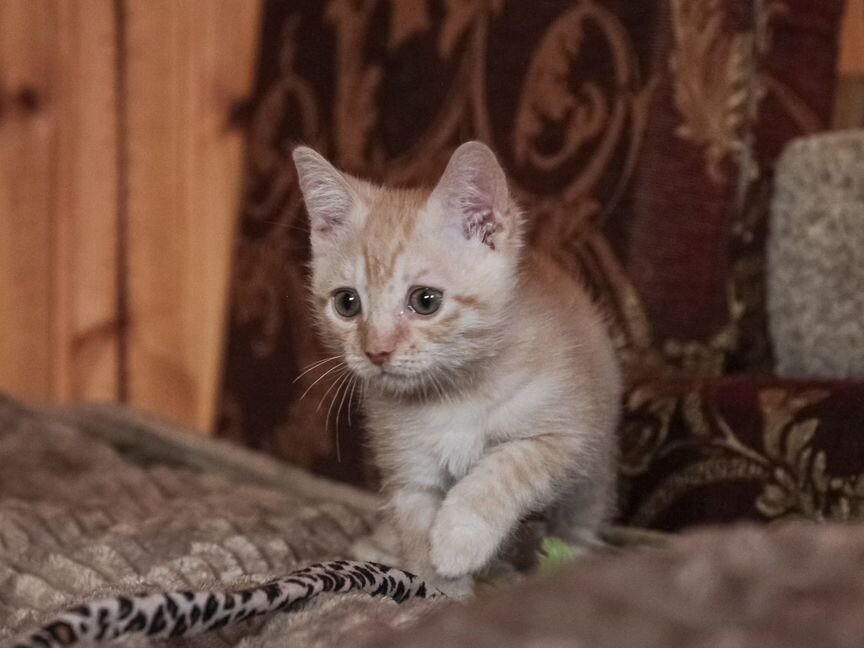 Котенок 2 месяца