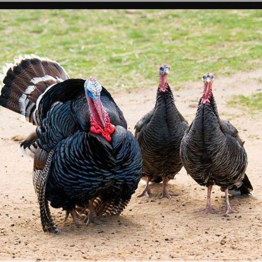 Индюки на племя